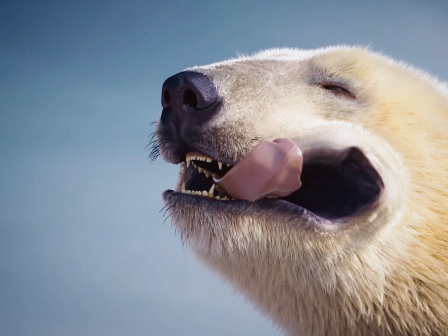 Polar Bear Tooth